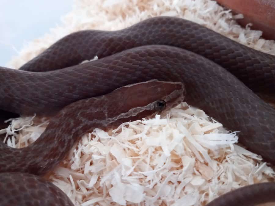 5 of the Best Beginner Snakes for you and your Family