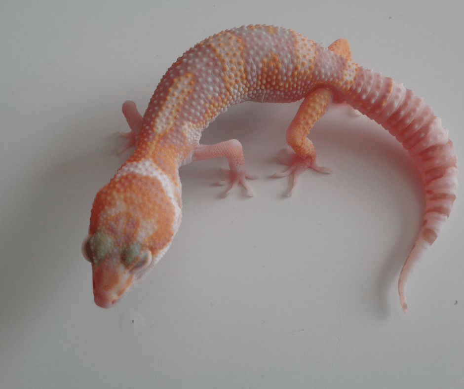 Leopard Gecko Handling Guide: Safe & Stress-Free Tips