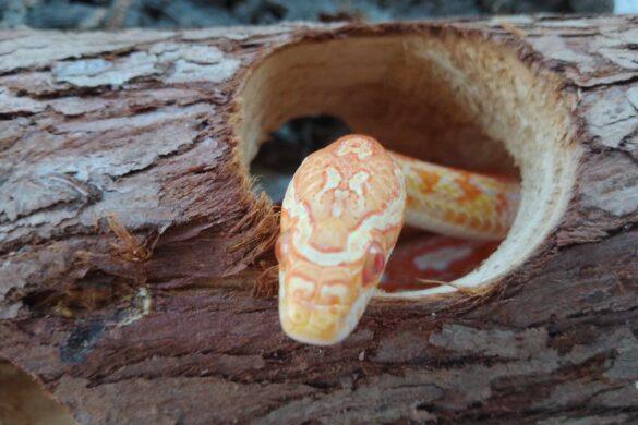 The Complete Royal Python Care Guide in 10 minutes