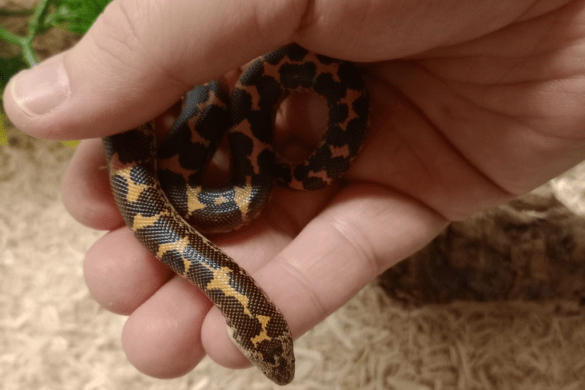 Best Substrates for Leopard Geckos: All Their Pros and Cons