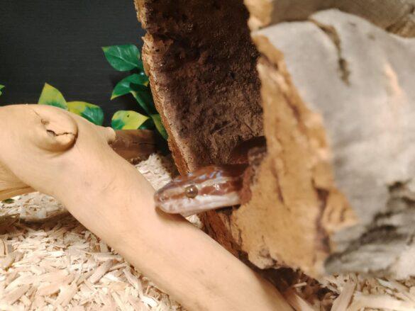 How Long Can Snakes Live? Lifespan of Pet & Wild Snakes