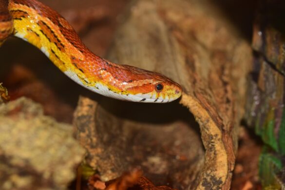 New Snake Discoveries in 2024 and 2025: Meet the New Snakes