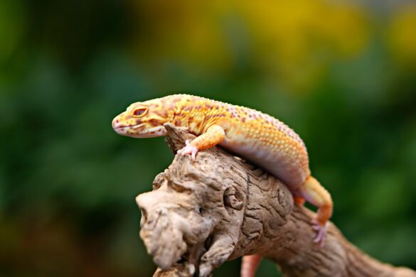 Best Substrates for Leopard Geckos: All Their Pros and Cons
