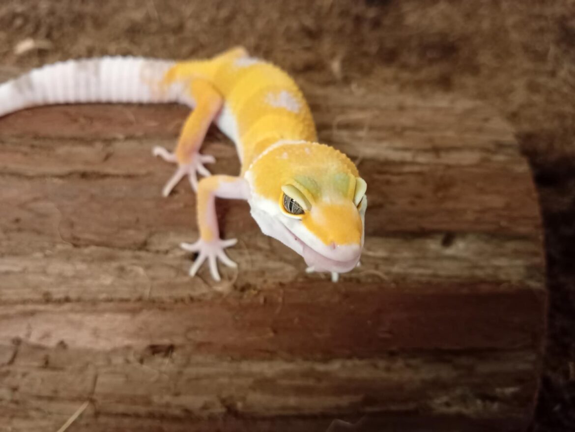 Best Substrates for Leopard Geckos: All Their Pros and Cons