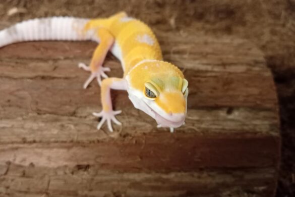 Where are Leopard Geckos From? What is Their Wild Habitat