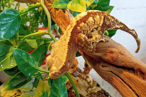 Best Substrates for Leopard Geckos: All Their Pros and Cons