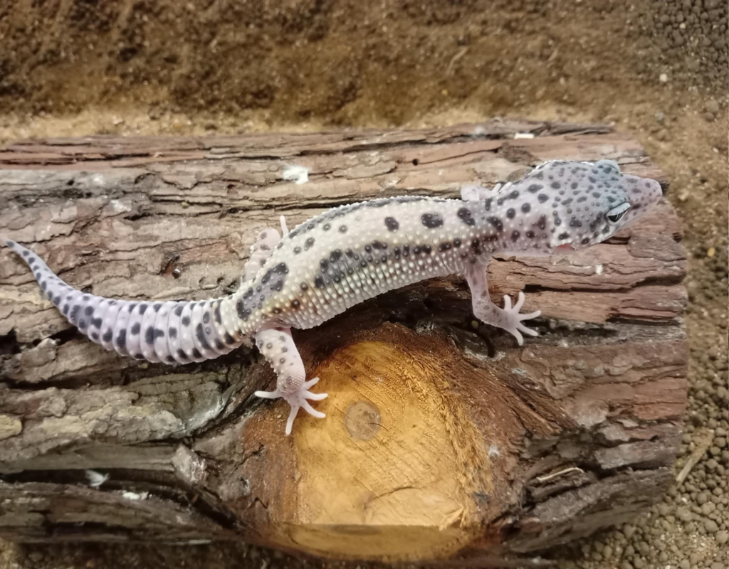 Leopard Gecko Maintenance: Daily, Weekly & Monthly Care