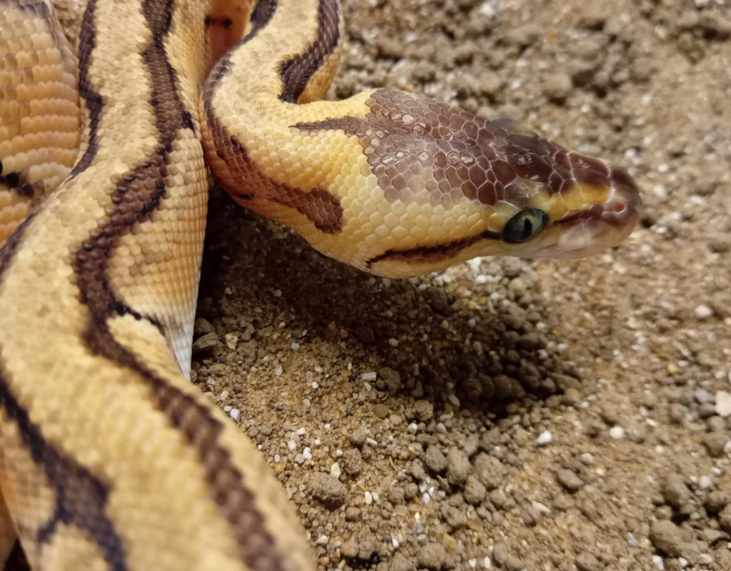 Royal Pythons for Sale - DJL Exotics